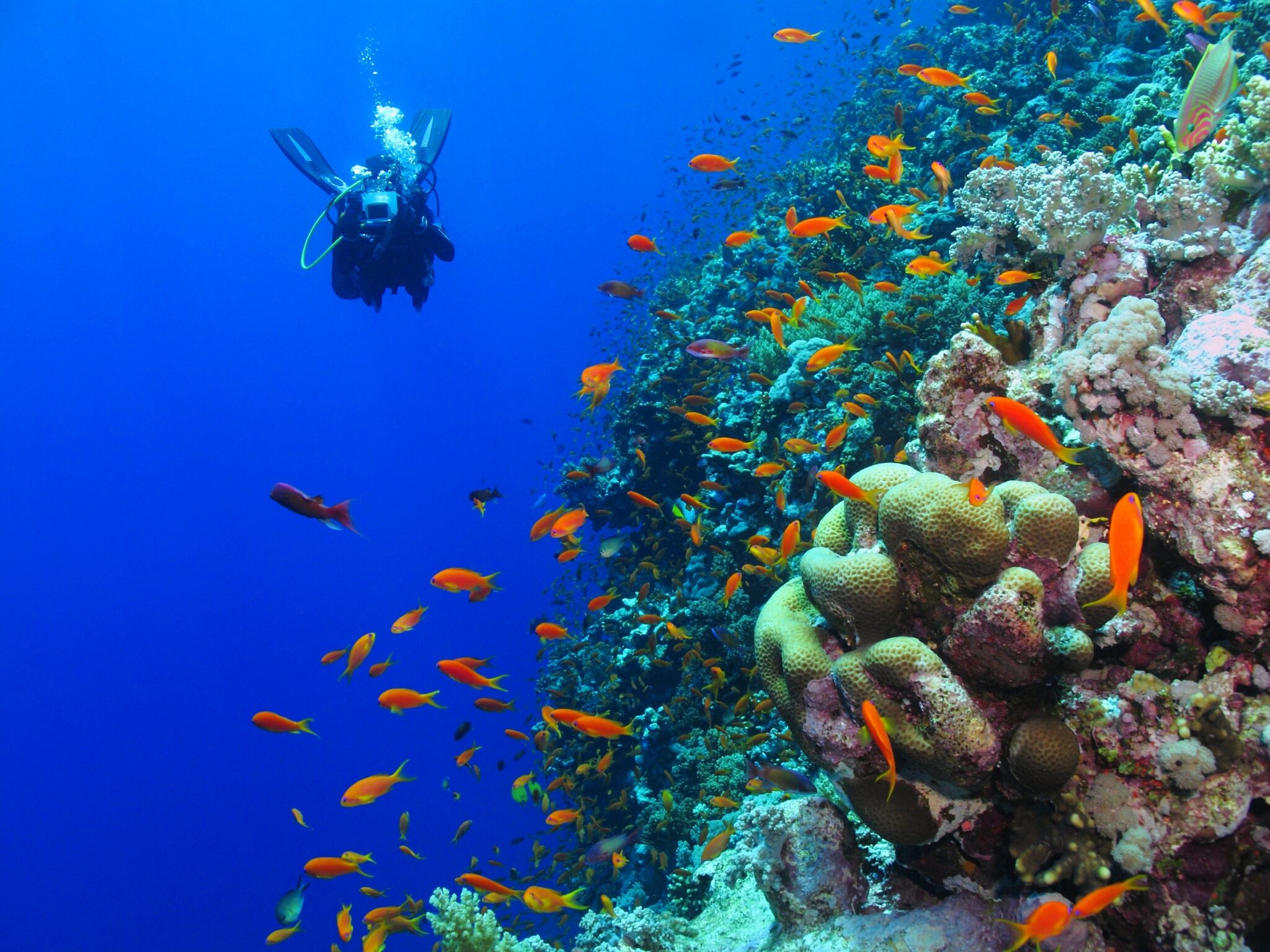 ASR launches general liability insurance for divers and dive schools